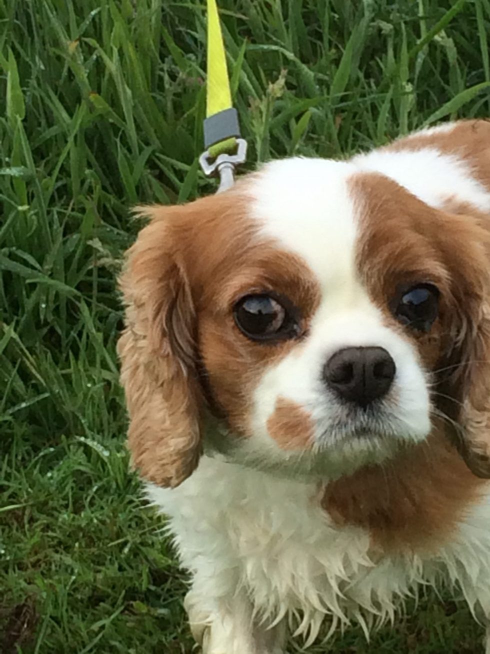 How To Choose the Right Dog Kennel? Things to Remember