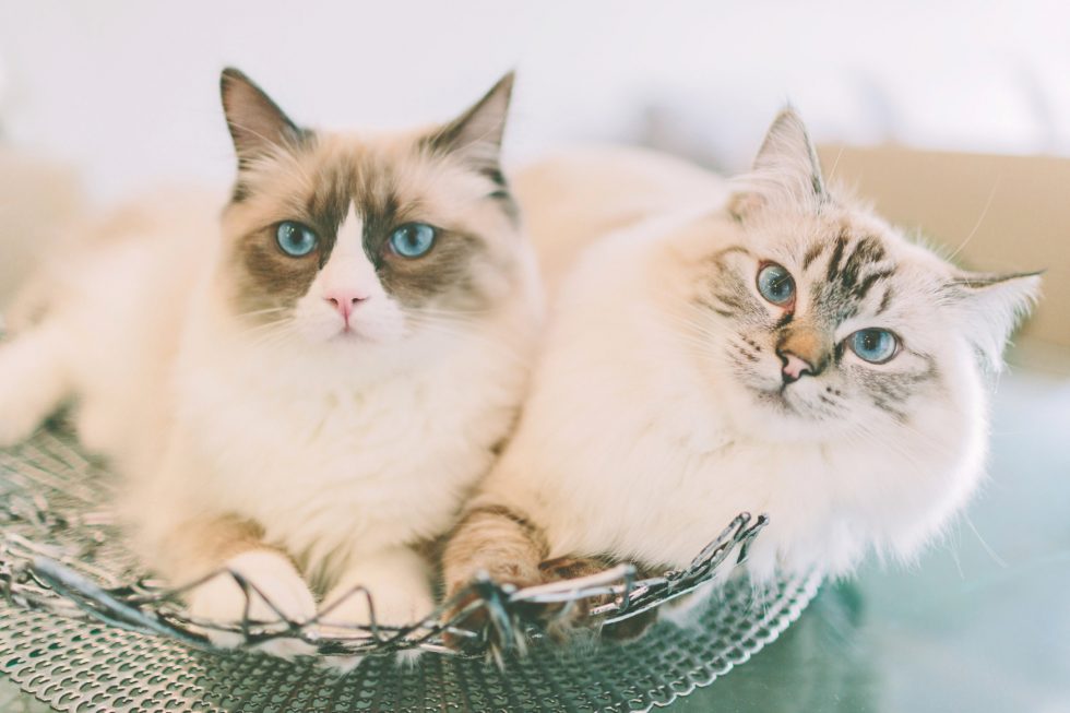 Why Catteries are a Safe Option for Cats While You Travel