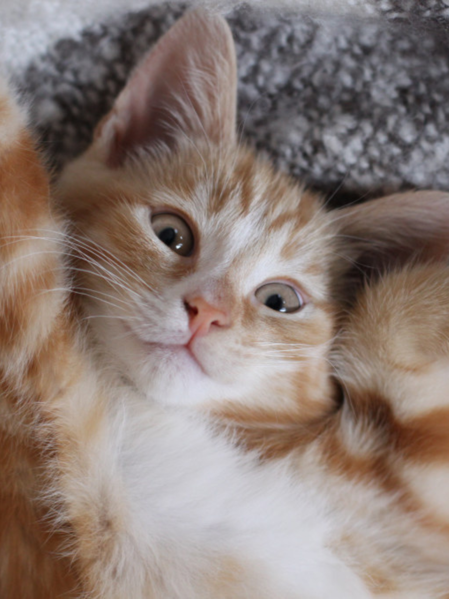 Cattery in North Wales - Four Paws Boarding Kennels & Cattery